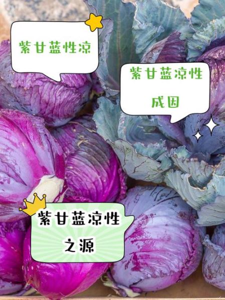 紫甘蓝是凉性还是热性_紫甘蓝寒凉吗-第1张图片-山城妙识