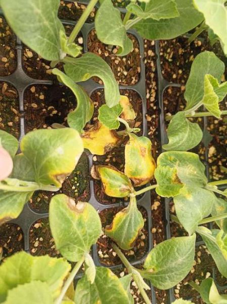 南瓜叶子发黄怎么办_南瓜叶子图片识别病虫害-第3张图片-山城妙识