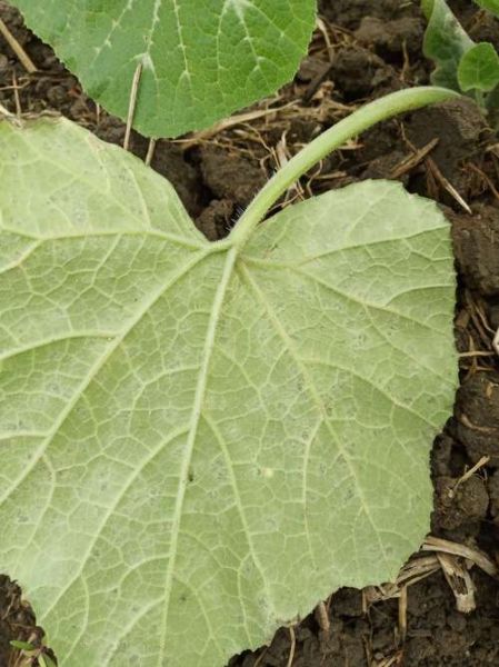 南瓜叶子发黄怎么办_南瓜叶子图片识别病虫害-第2张图片-山城妙识