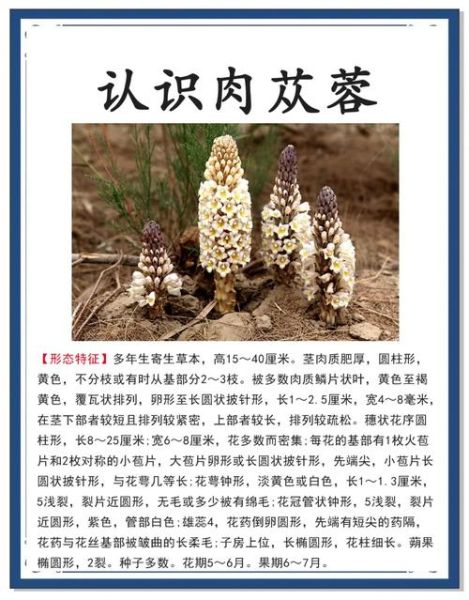 肉苁蓉的副作用有哪些_肉苁蓉吃多了会怎样-第1张图片-山城妙识