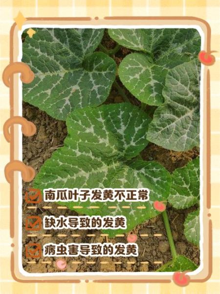 南瓜叶子发黄怎么办_南瓜叶子图片识别病虫害-第1张图片-山城妙识