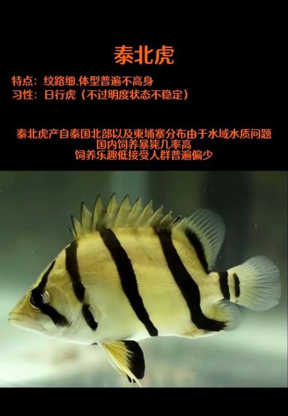 淡水老虎鱼图片_如何分辨真假-第1张图片-山城妙识 淡水老虎鱼图片_如何分辨真假-第1张图片-山城妙识