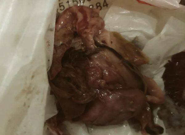 淡水老虎鱼图片_如何分辨真假-第3张图片-山城妙识 淡水老虎鱼图片_如何分辨真假-第3张图片-山城妙识