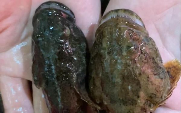 淡水老虎鱼图片_如何分辨真假-第2张图片-山城妙识 淡水老虎鱼图片_如何分辨真假-第2张图片-山城妙识