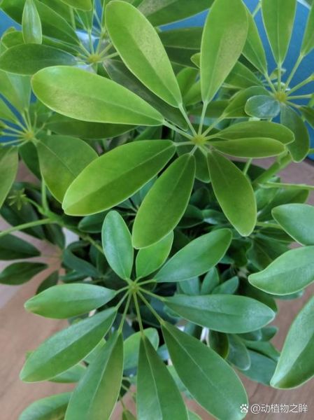 鹅掌柴是招财树吗_鹅掌柴与招财树的区别-第2张图片-山城妙识 鹅掌柴是招财树吗_鹅掌柴与招财树的区别-第2张图片-山城妙识