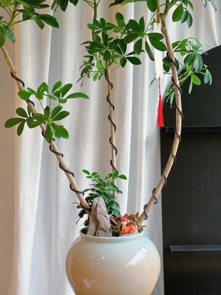 鹅掌柴是招财树吗_鹅掌柴与招财树的区别-第1张图片-山城妙识 鹅掌柴是招财树吗_鹅掌柴与招财树的区别-第1张图片-山城妙识