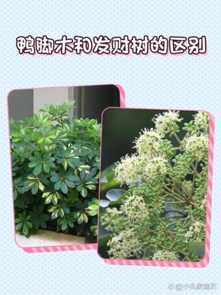 鹅掌柴是招财树吗_鹅掌柴与招财树的区别-第3张图片-山城妙识 鹅掌柴是招财树吗_鹅掌柴与招财树的区别-第3张图片-山城妙识