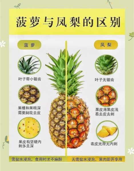 凤梨图片大全_凤梨和菠萝的区别-第1张图片-山城妙识