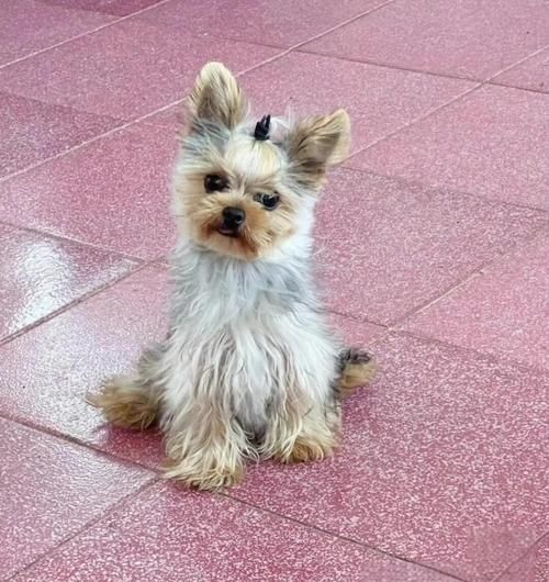 约克夏好养吗_新手饲养指南-第3张图片-山城妙识