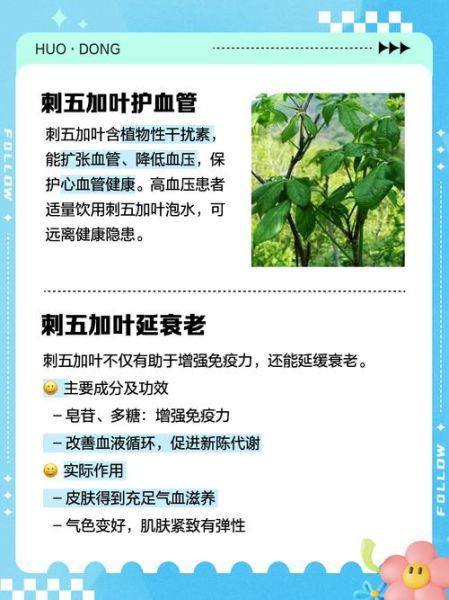 刺五加叶的功效与作用_刺五加叶的禁忌人群-第1张图片-山城妙识 刺五加叶的功效与作用_刺五加叶的禁忌人群-第1张图片-山城妙识