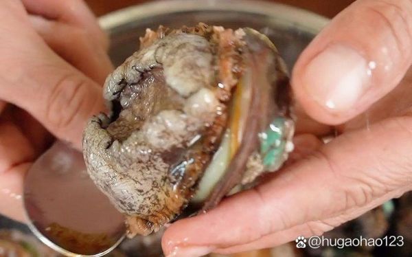 鲍鱼怎么清洗_鲍鱼清洗的正确步骤-第3张图片-山城妙识 鲍鱼怎么清洗_鲍鱼清洗的正确步骤-第3张图片-山城妙识