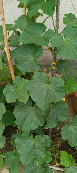 丝瓜黄瓜草莓能一起种吗_向日葵秋葵蜜桃怎么搭配-第1张图片-山城妙识 丝瓜黄瓜草莓能一起种吗_向日葵秋葵蜜桃怎么搭配-第1张图片-山城妙识