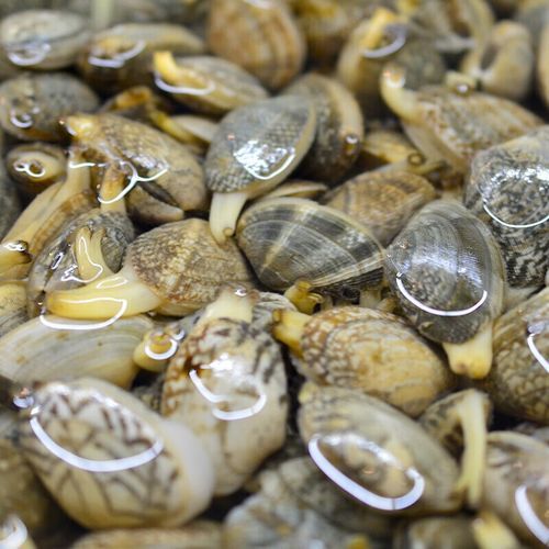 蚬子和花甲的区别_哪个更鲜美-第3张图片-山城妙识