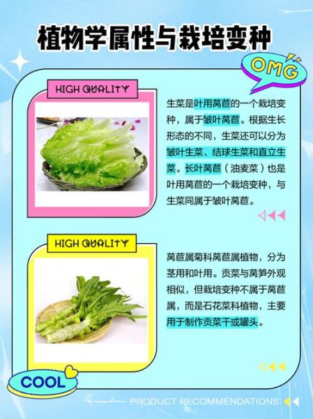 莴苣是什么菜_莴苣和生菜的区别-第1张图片-山城妙识