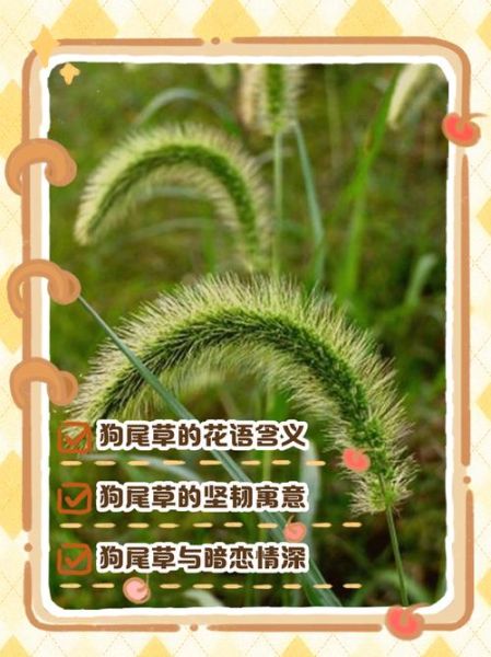 狗尾巴草花语是什么_狗尾巴草寓意-第1张图片-山城妙识