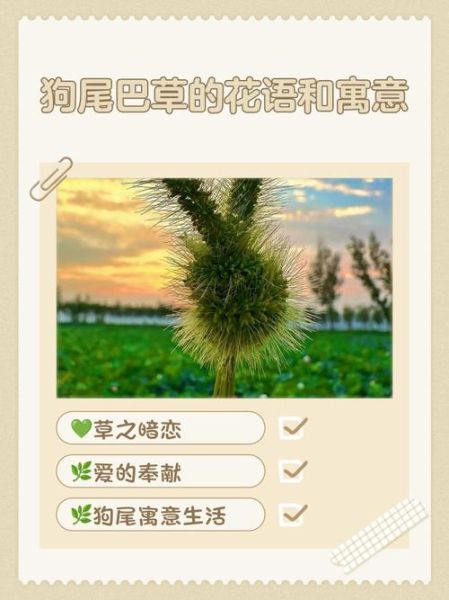 狗尾巴草花语是什么_狗尾巴草寓意-第2张图片-山城妙识