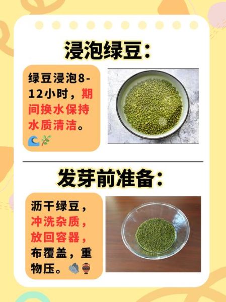 绿豆芽怎么发_自制绿豆芽的详细步骤-第1张图片-山城妙识