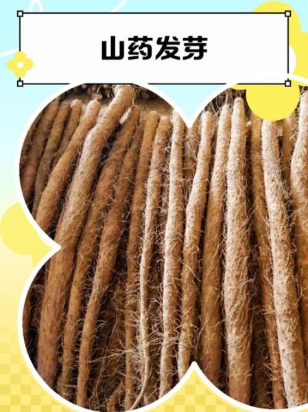 发芽的山药还能吃吗_山药发芽有毒吗-第2张图片-山城妙识