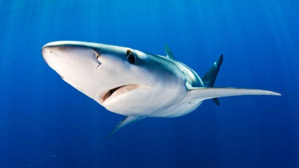 箭鱼鲨鱼竿怎么样_适合什么鱼种-第3张图片-山城妙识