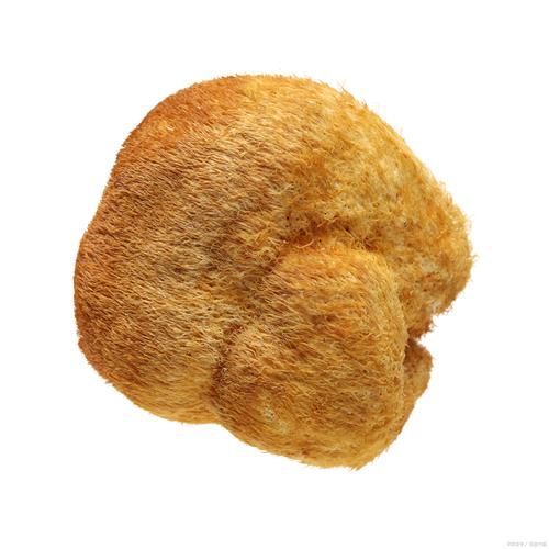 干猴头菇怎样吃_干猴头菇怎么泡发去苦味-第3张图片-山城妙识