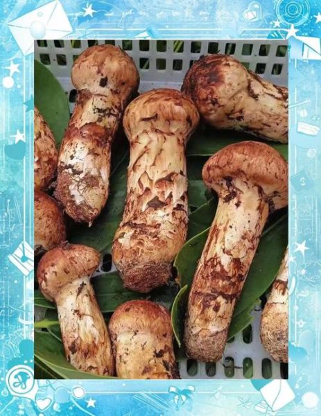 新鲜松茸怎么清洗_新鲜松茸的家常做法大全-第3张图片-山城妙识 新鲜松茸怎么清洗_新鲜松茸的家常做法大全-第3张图片-山城妙识