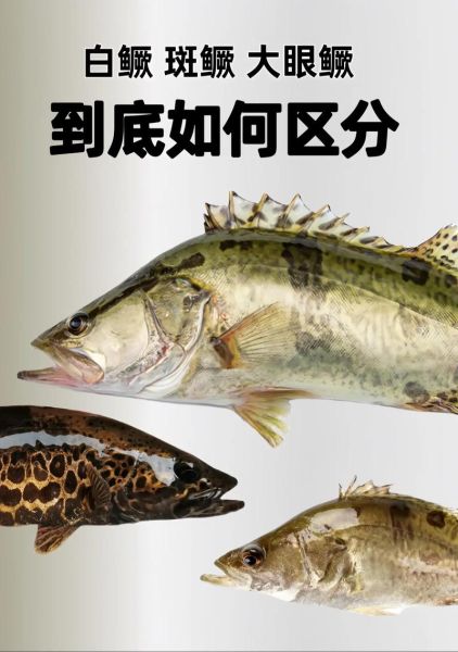 臭鳜鱼和桂鱼是一种鱼吗_臭鳜鱼与桂鱼的区别-第1张图片-山城妙识 臭鳜鱼和桂鱼是一种鱼吗_臭鳜鱼与桂鱼的区别-第1张图片-山城妙识