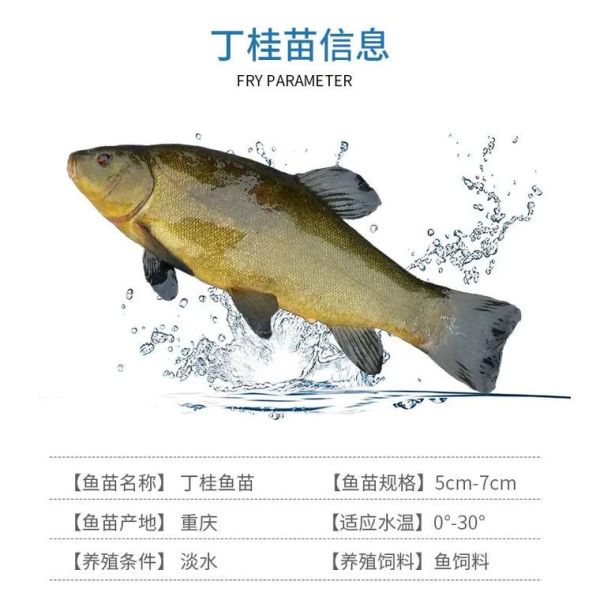 丁桂鱼用什么饵料钓_丁桂鱼饵料配方大全-第1张图片-山城妙识 丁桂鱼用什么饵料钓_丁桂鱼饵料配方大全-第1张图片-山城妙识