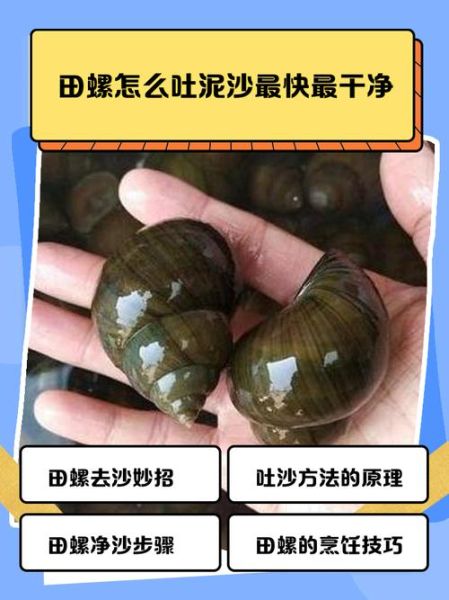 田螺怎么取出肉_田螺肉怎么吃干净-第1张图片-山城妙识