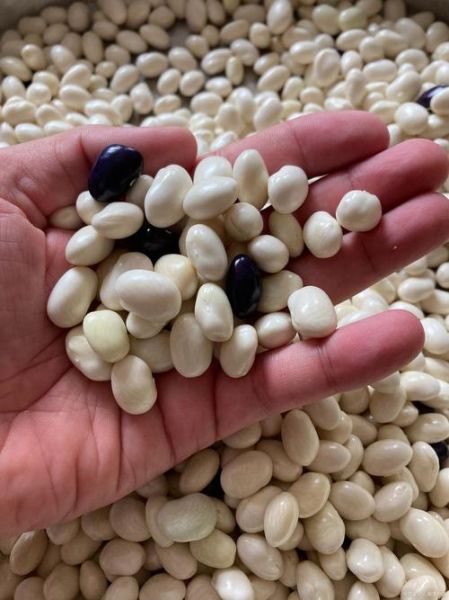 山药豆怎么去皮_山药豆去皮最快的方法-第2张图片-山城妙识