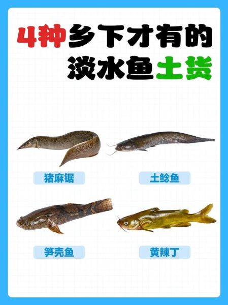 淡水名贵鱼有哪些_如何挑选正宗野生品种-第2张图片-山城妙识
