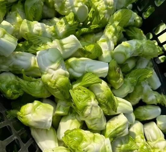 凉拌儿菜的做法大全_儿菜怎么凉拌才脆嫩-第2张图片-山城妙识