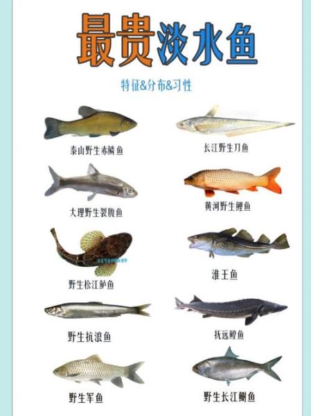 淡水名贵鱼有哪些_如何挑选正宗野生品种-第1张图片-山城妙识