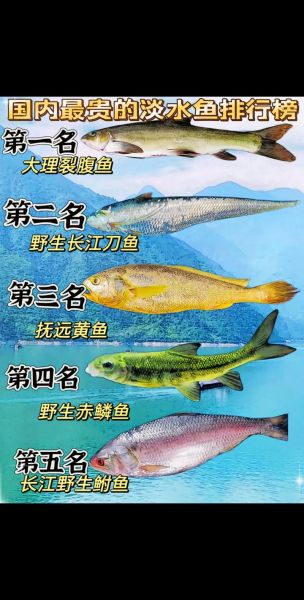 淡水名贵鱼有哪些_如何挑选正宗野生品种-第3张图片-山城妙识