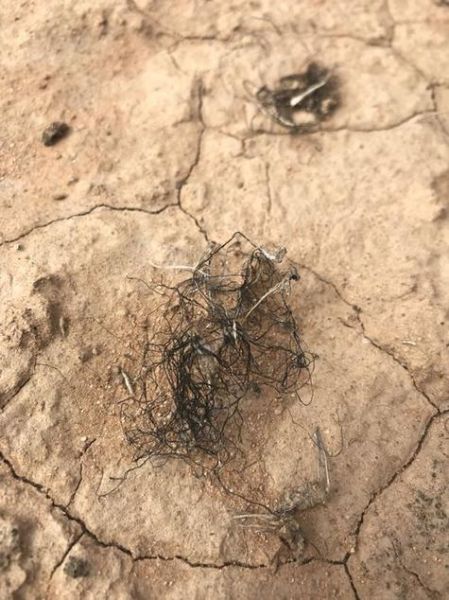 发菜是怎么长出来的_发菜生长环境-第1张图片-山城妙识