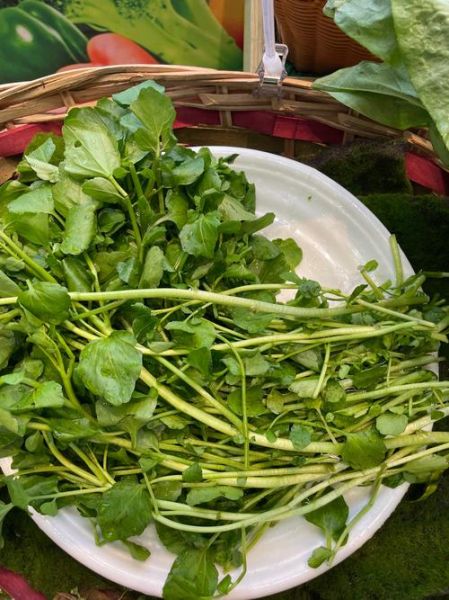 西洋菜怎么种_西洋菜图片识别技巧-第1张图片-山城妙识