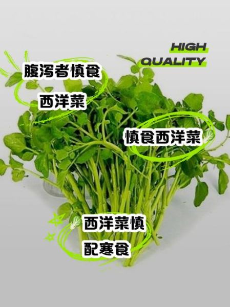 西洋菜怎么种_西洋菜图片识别技巧-第2张图片-山城妙识