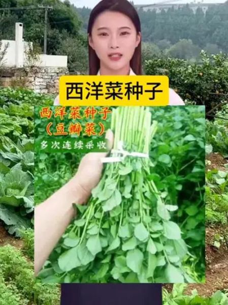 西洋菜怎么种_西洋菜图片识别技巧-第3张图片-山城妙识
