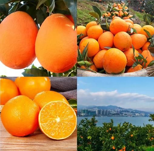 水果之王排行榜前10名_哪种水果营养价值最高-第3张图片-山城妙识 水果之王排行榜前10名_哪种水果营养价值最高-第3张图片-山城妙识