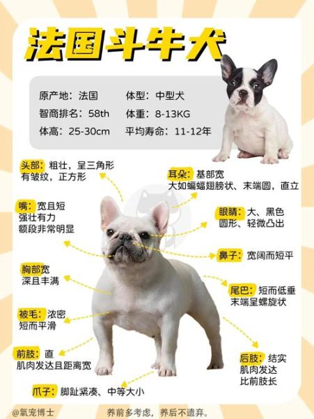 法国斗牛犬好养吗_适合新手吗-第2张图片-山城妙识