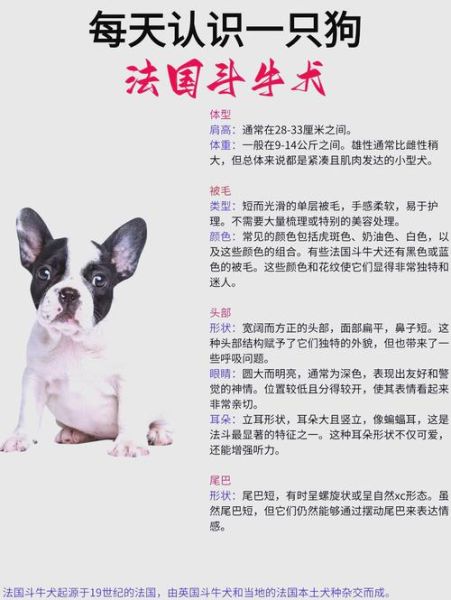 法国斗牛犬好养吗_适合新手吗-第1张图片-山城妙识