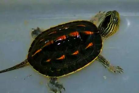 珍珠龟怎么养_珍珠龟能长多大-第3张图片-山城妙识