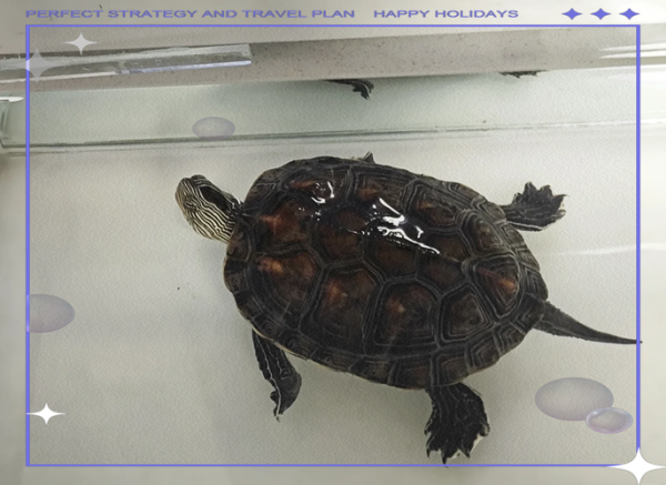 珍珠龟怎么养_珍珠龟能长多大-第1张图片-山城妙识