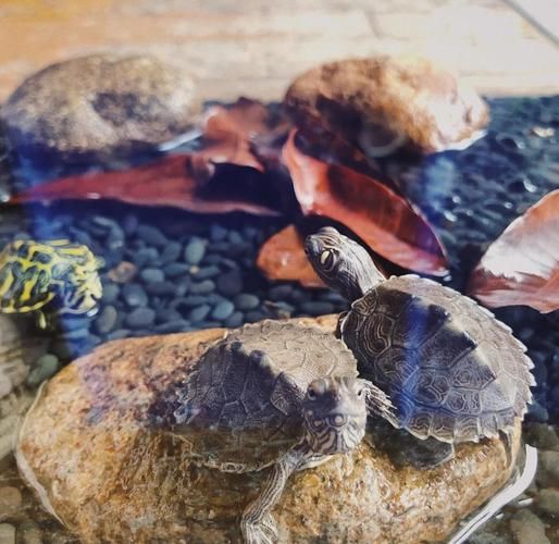 珍珠龟怎么养_珍珠龟能长多大-第2张图片-山城妙识