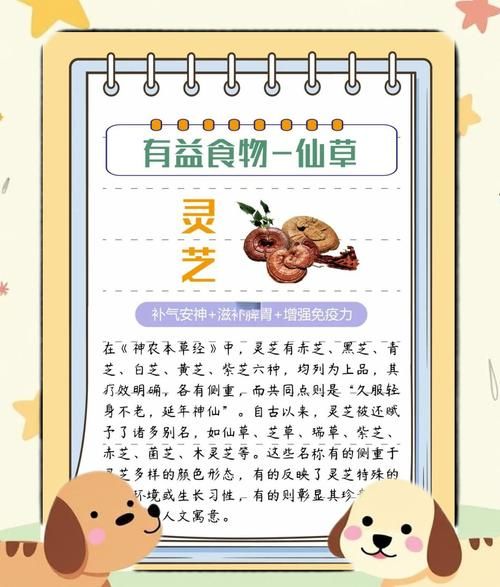 灵芝怎么吃效果最好_灵芝的吃法-第1张图片-山城妙识 灵芝怎么吃效果最好_灵芝的吃法-第1张图片-山城妙识