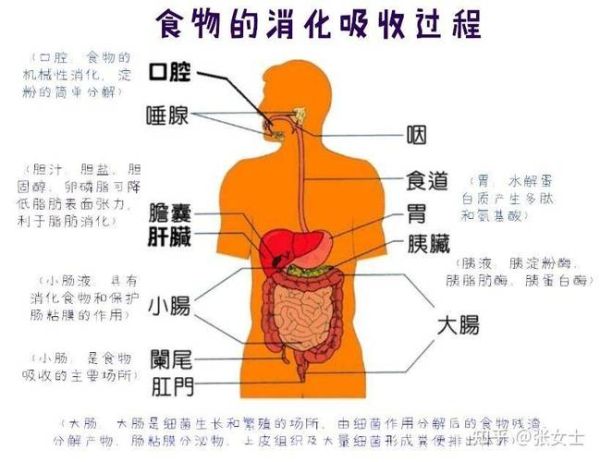 小肠的作用与功能_小肠消化吸收全过程-第1张图片-山城妙识