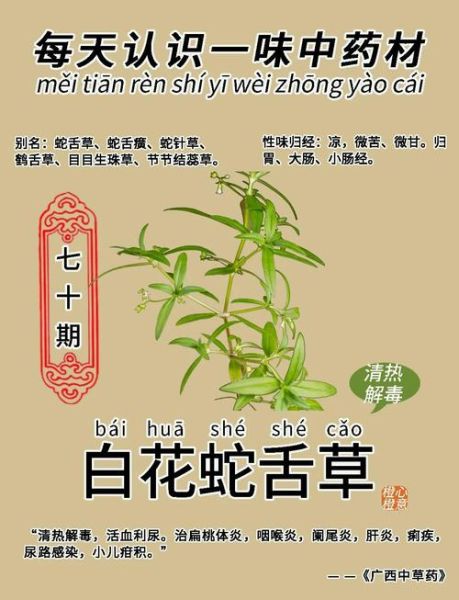 蛇舌草的功效与作用_蛇舌草怎么吃最好-第1张图片-山城妙识 蛇舌草的功效与作用_蛇舌草怎么吃最好-第1张图片-山城妙识