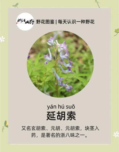 延胡索的功效与作用_延胡索能止痛吗-第1张图片-山城妙识