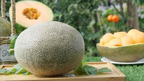 哈密瓜视频怎么下载_哈密瓜视频会员值得开吗-第2张图片-山城妙识 哈密瓜视频怎么下载_哈密瓜视频会员值得开吗-第2张图片-山城妙识