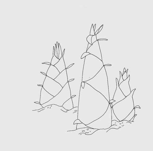 春笋简笔画怎么画_春笋图片大全简笔画-第2张图片-山城妙识 春笋简笔画怎么画_春笋图片大全简笔画-第2张图片-山城妙识
