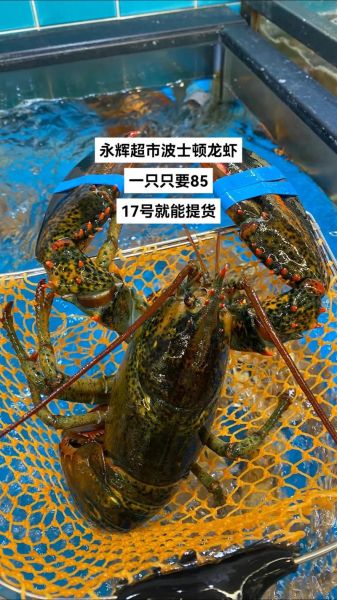 波士顿龙虾多少钱一斤_波士顿龙虾怎么做好吃-第2张图片-山城妙识